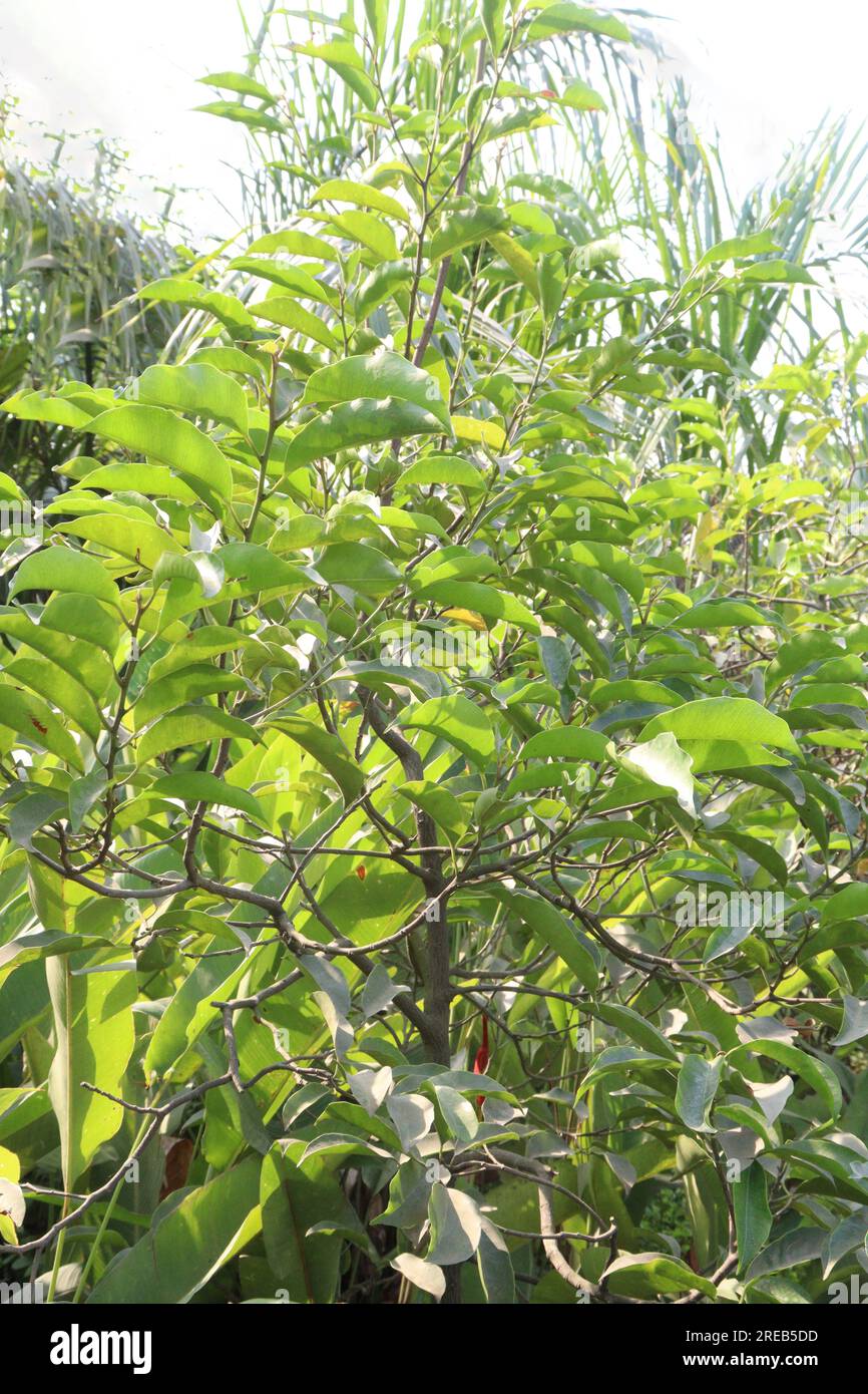 Mimusops elengi tree plant on nursery for harvest Its timber is ...