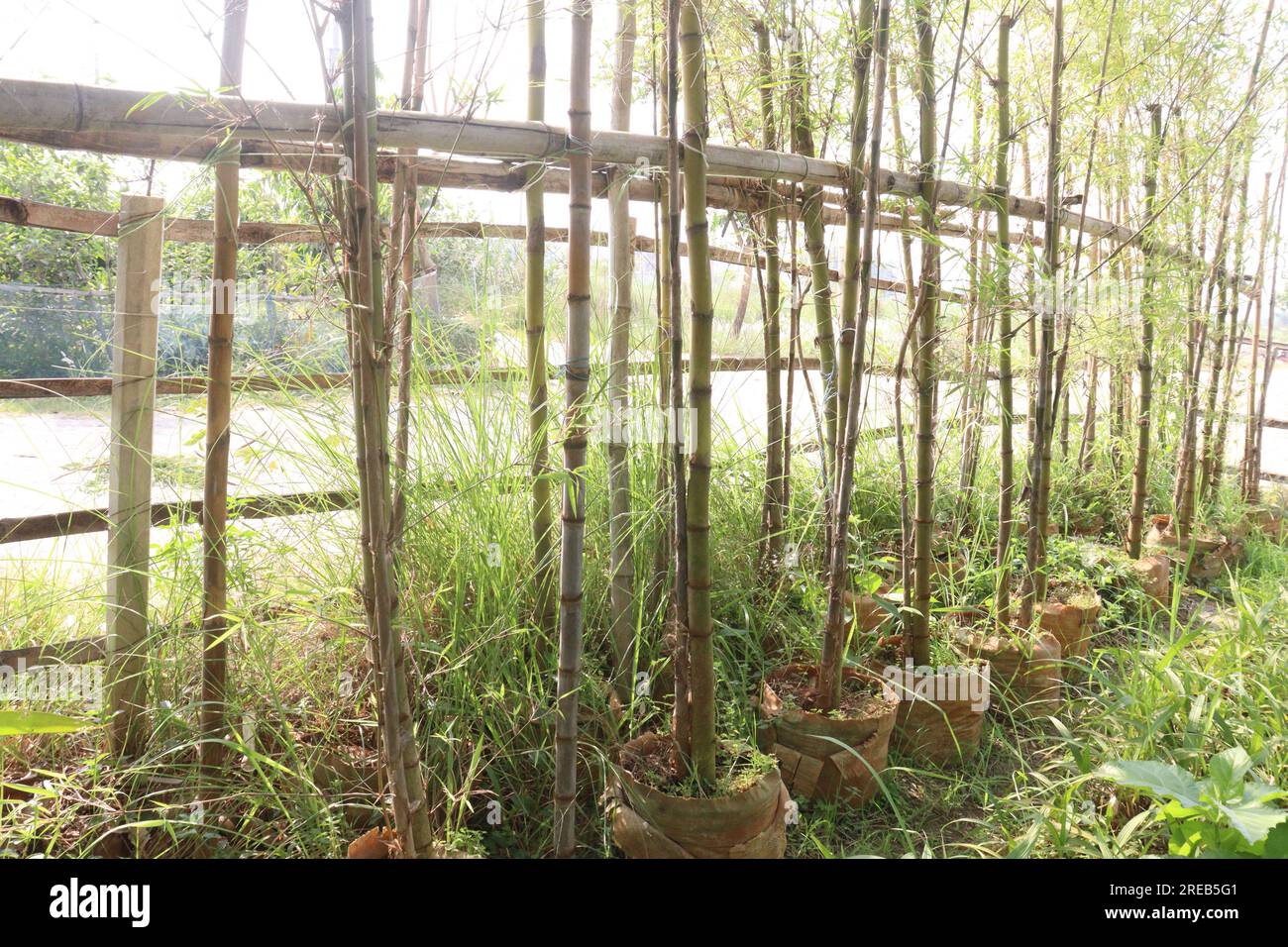Fishpole bamboo plant on farm for harvest are cash crops Stock Photo ...