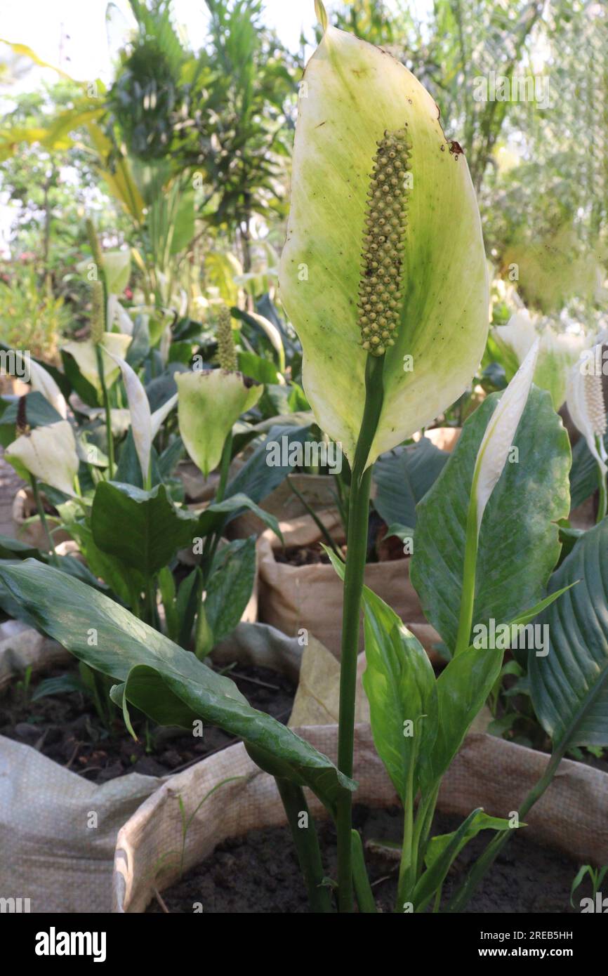 Peace lily spadix flower plant on farm for sell is a cash crops Stock ...