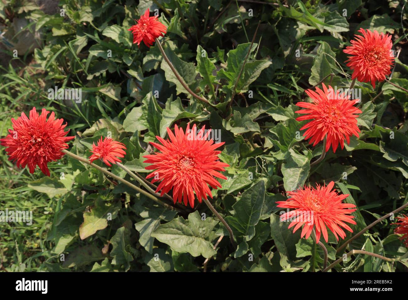 red colored gerbera flower plant on farm for harvest are cash crops ...