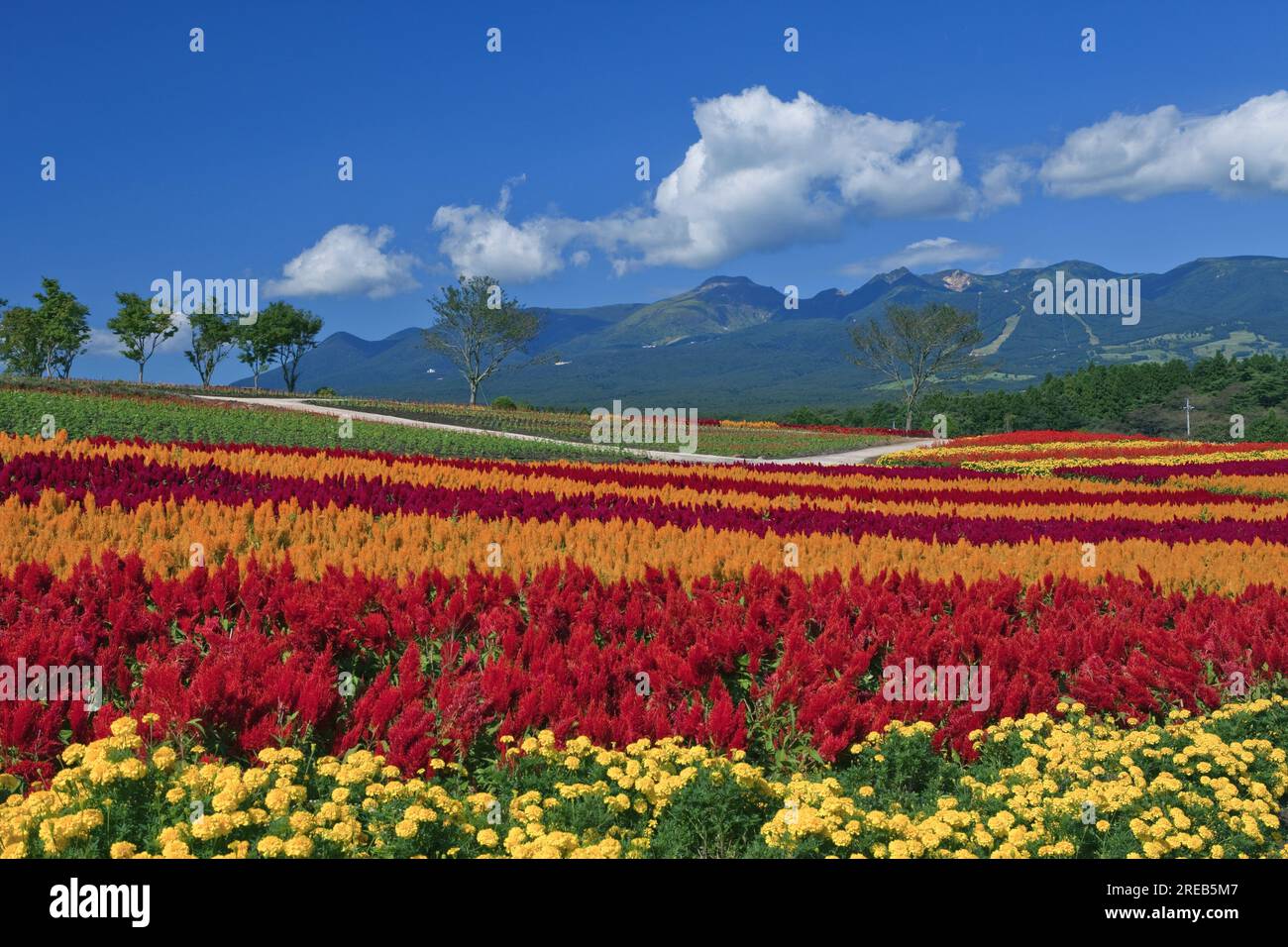 Nasu Flower World Stock Photo - Alamy