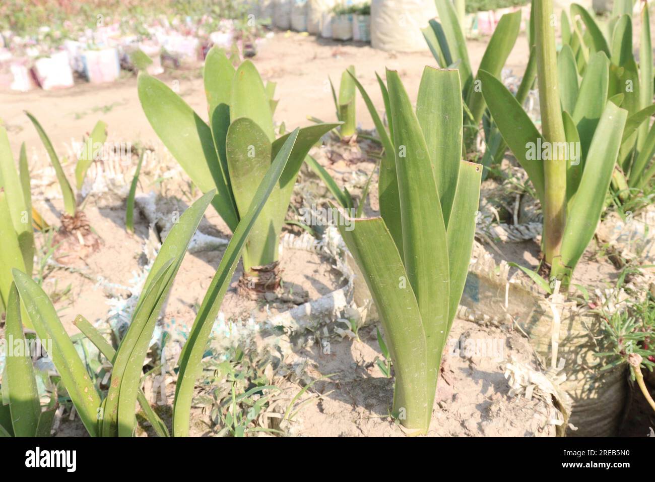 drimia maritima flower plant on farm for harvest are cash crops Stock ...