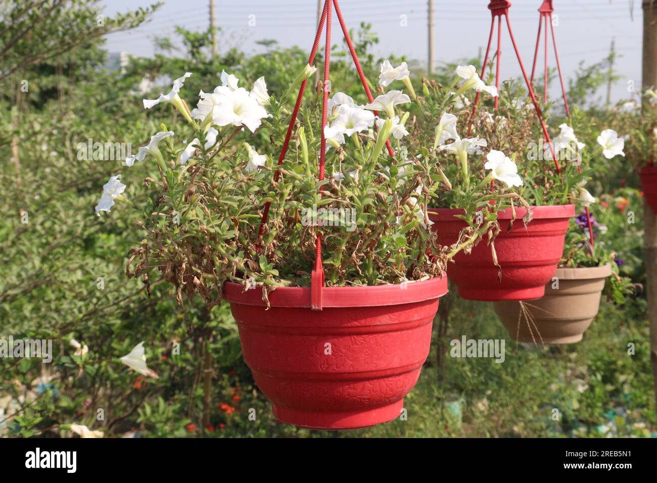 Petunia 'Shock Wave Denim flower plant on hanging pot in farm for ...