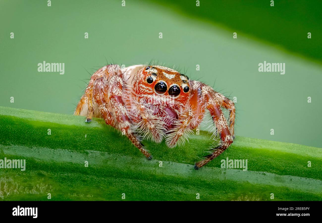 Opisthoncus parcedentatus hi-res stock photography and images - Alamy