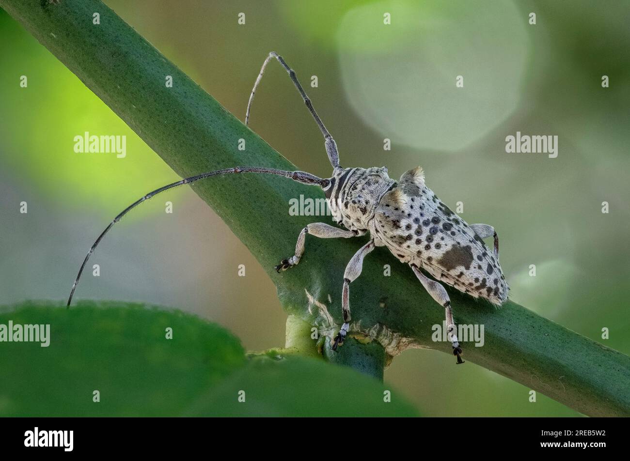 Longicorn Beetle (Zygocera plumifera Stock Photo - Alamy