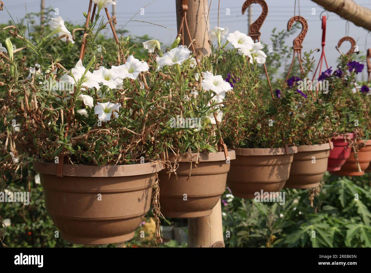 Petunia 'Shock Wave Denim flower plant on hanging pot in farm for ...