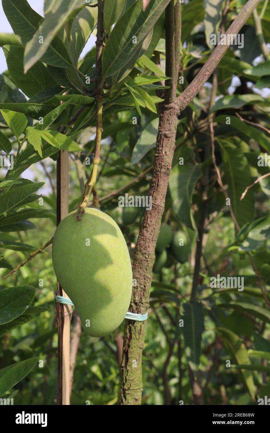 Totapuri raw mango hi-res stock photography and images - Alamy