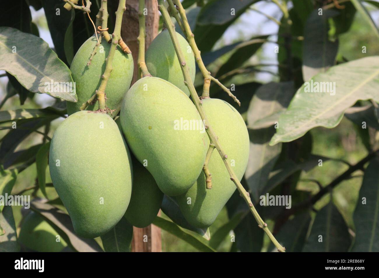tasty and ripe mango on tree in farm for harvest are cash crops Stock ...