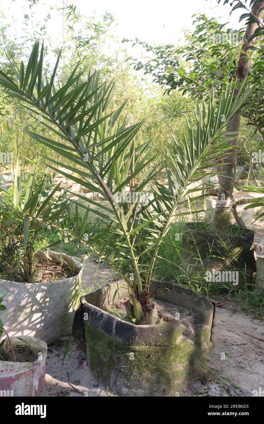Date palm tree in farm for harvest are cash crops Stock Photo - Alamy
