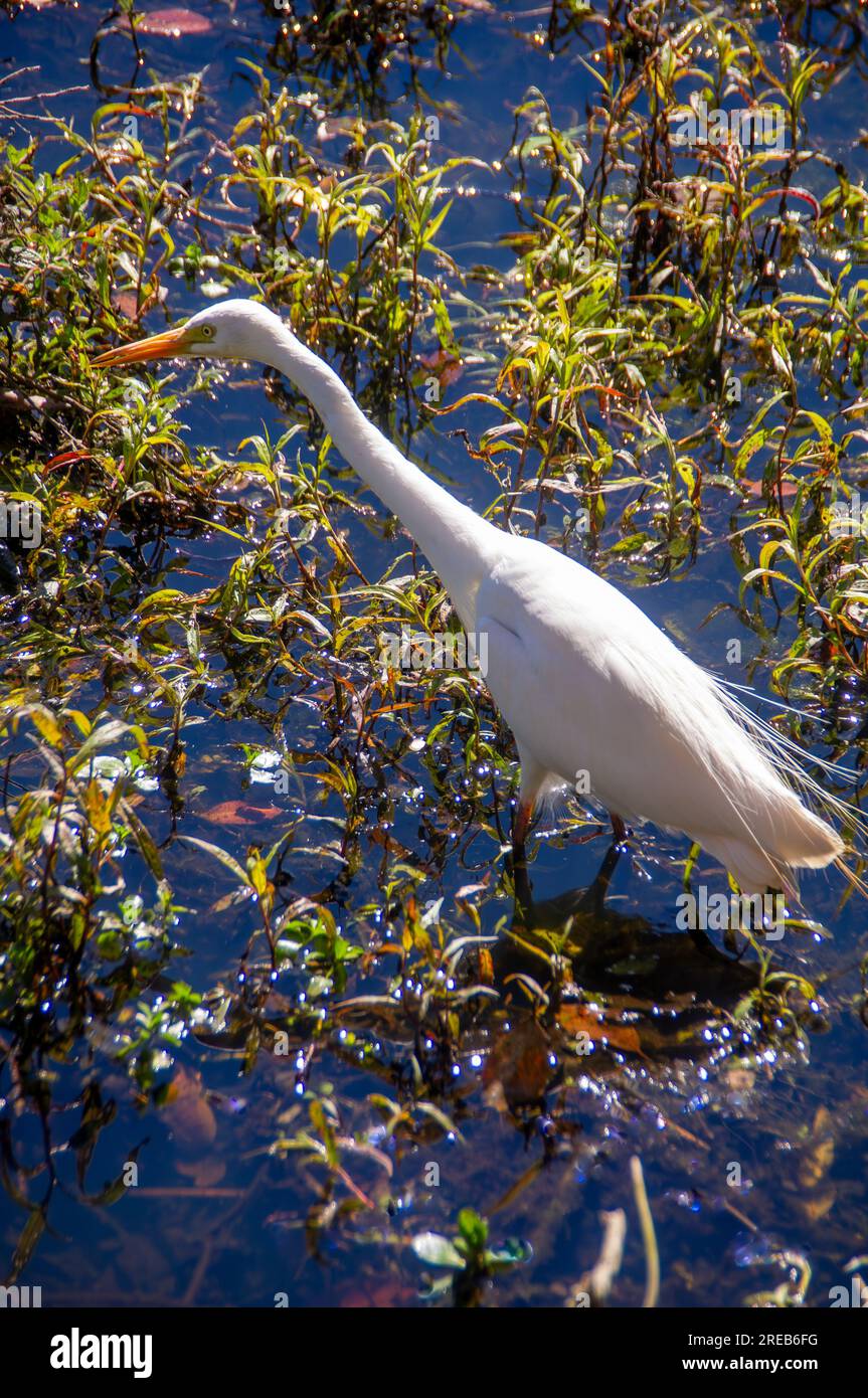 Subspecies plumifera hi-res stock photography and images - Alamy