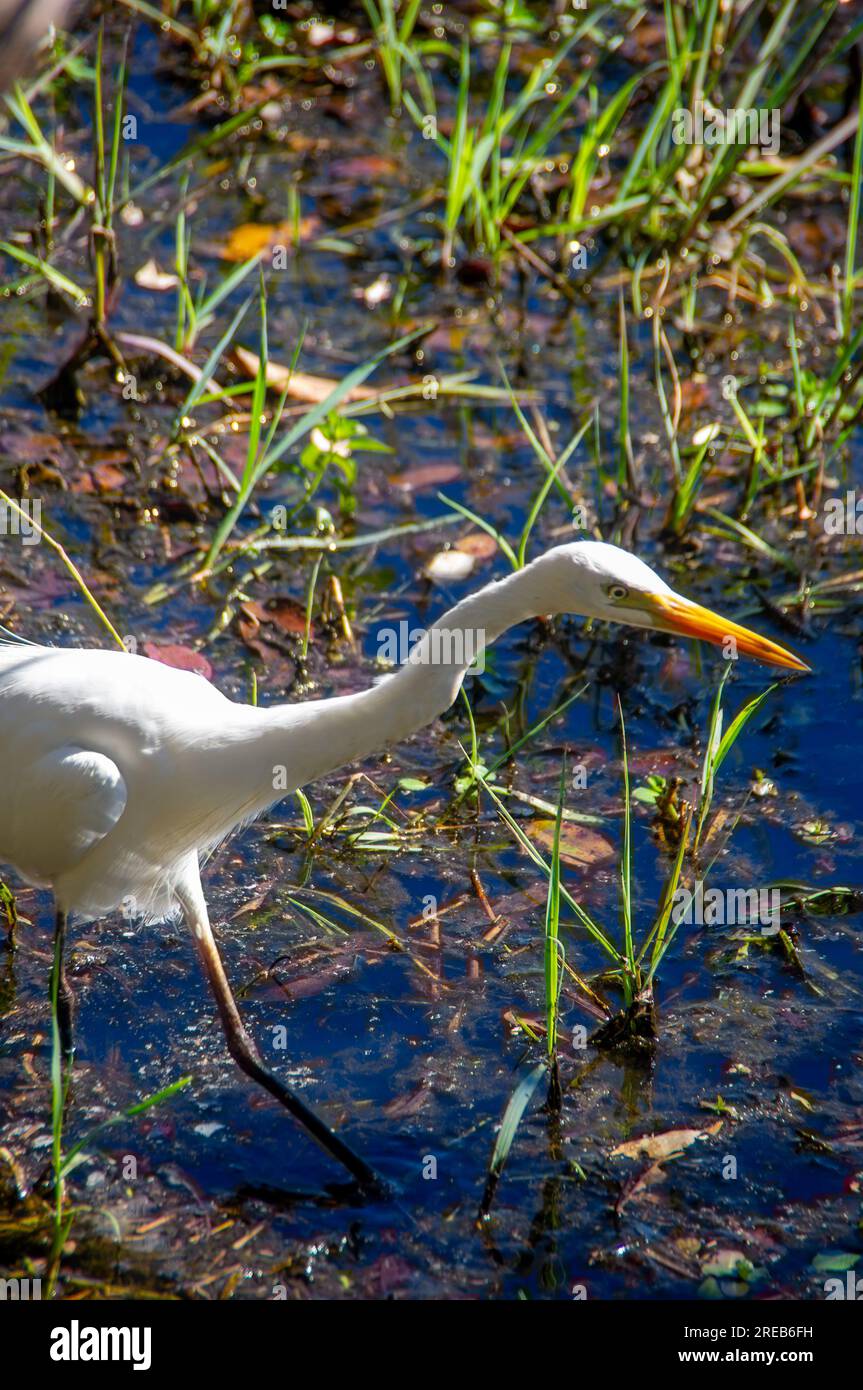 Intermediate Egret, Ardea intermedia (subspecies plumifera), Hasties ...