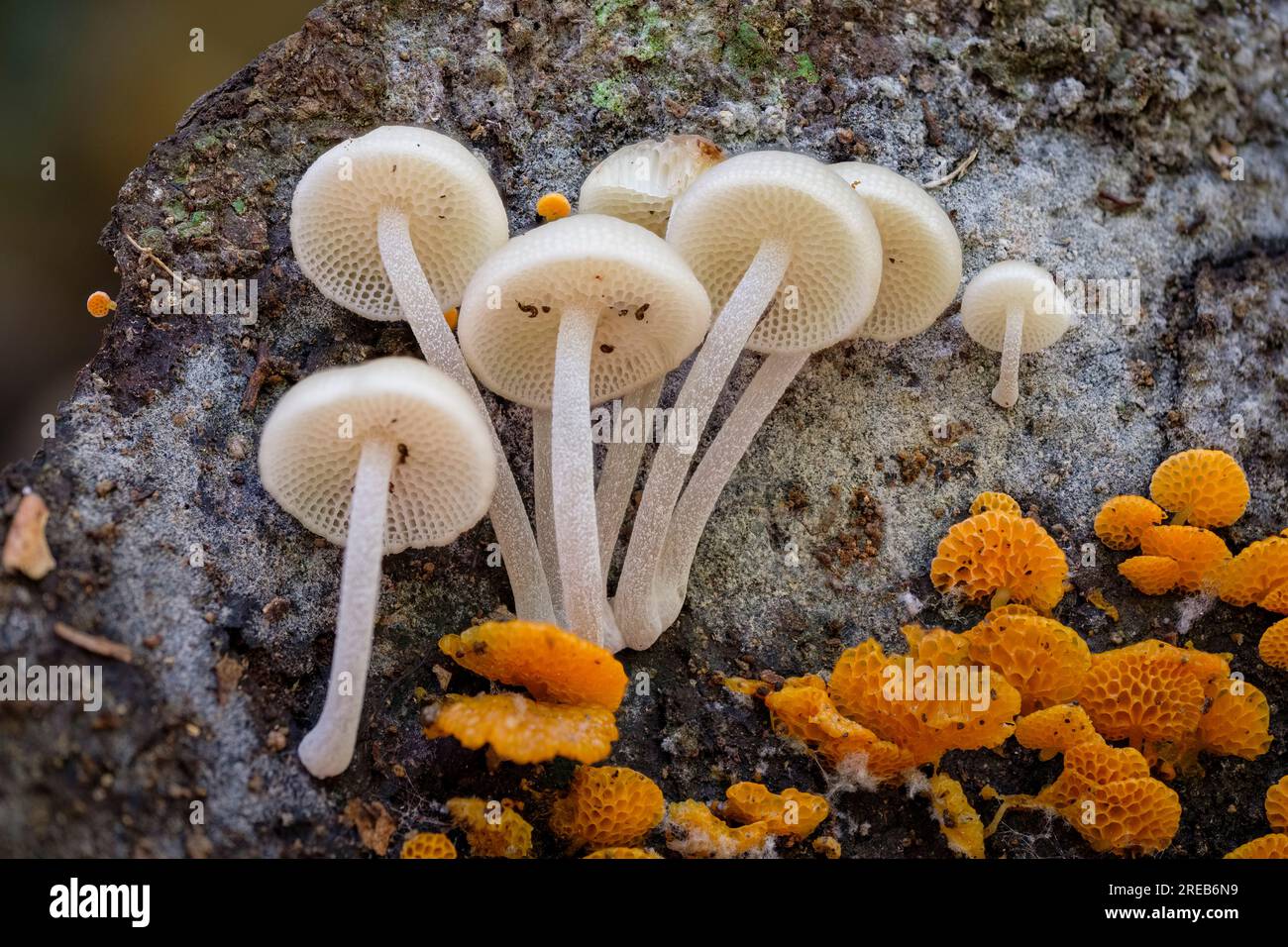 Favolaschia hi-res stock photography and images - Alamy