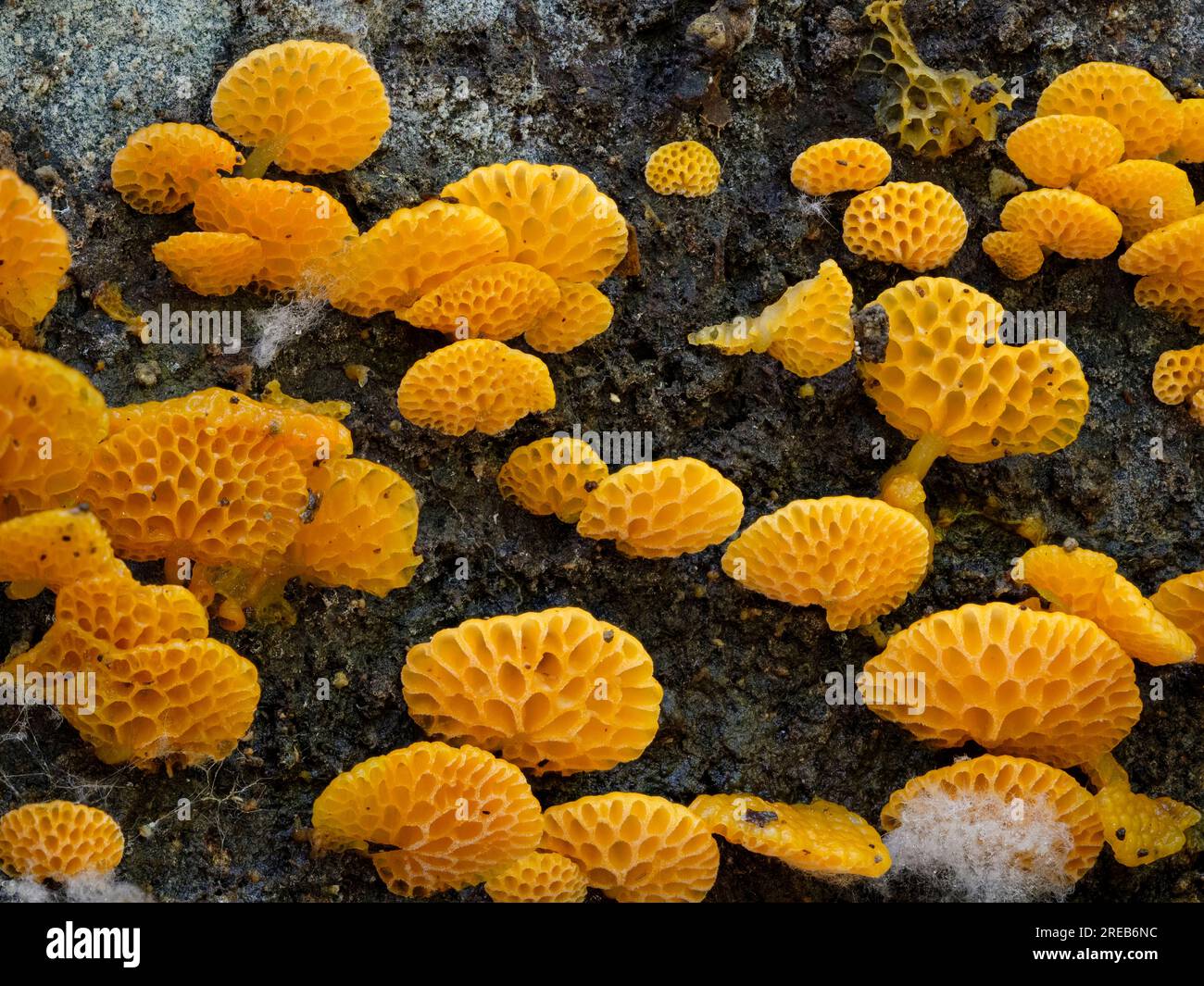 Mt Glorious - Fungi (Favolaschia calocera Stock Photo - Alamy