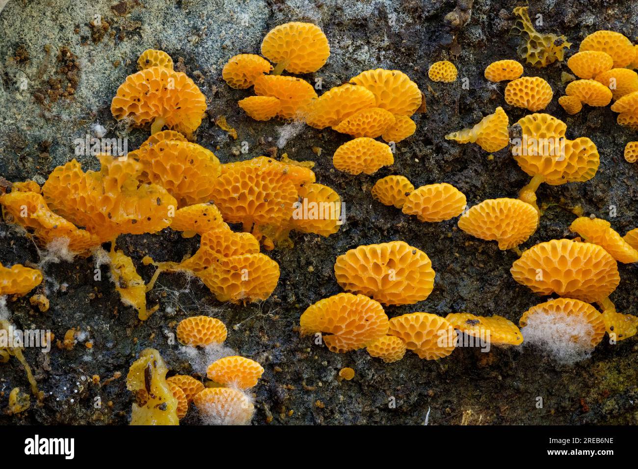 Favolaschia hi-res stock photography and images - Alamy