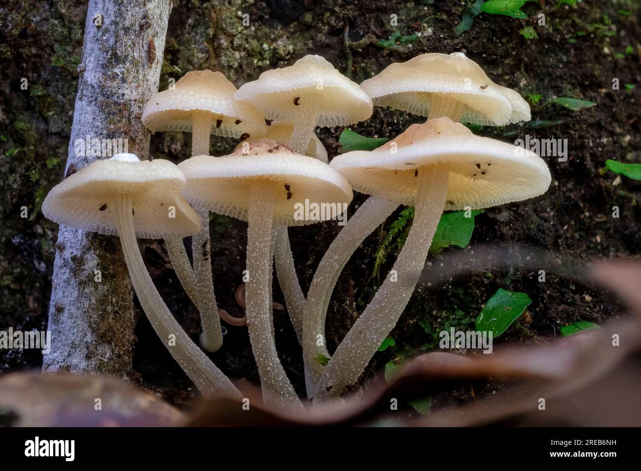 Mt Glorious - Fungi (Favolaschia manipularis Stock Photo - Alamy