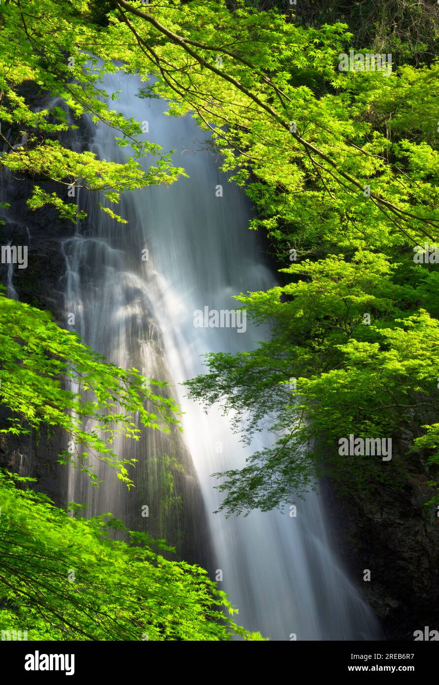 Minoh Waterfall in fresh green Stock Photo - Alamy