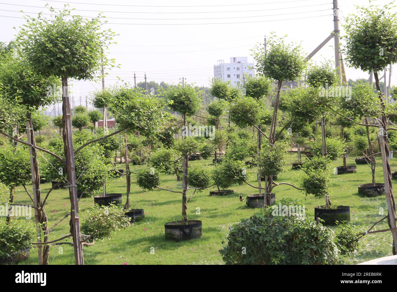 Ficus Microcarpa Topiary