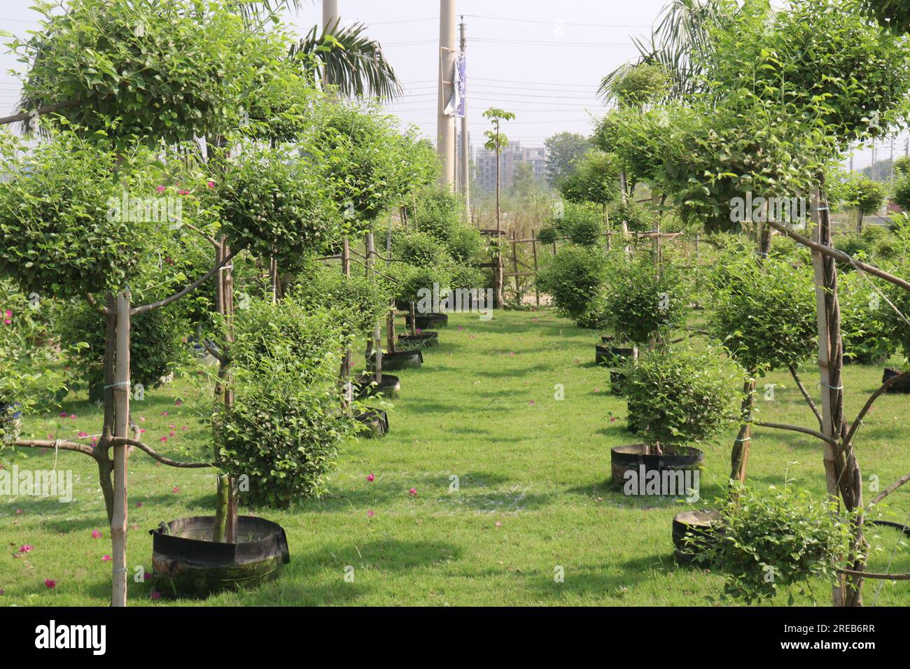 Ficus Topiary tree plant on farm for harvest are cash crops Stock Photo ...