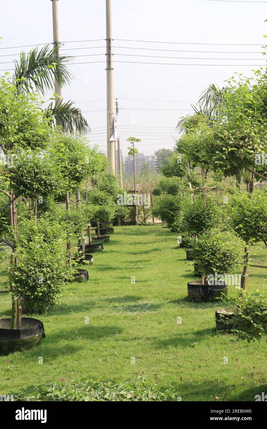 Ficus Topiary tree plant on farm for harvest are cash crops Stock Photo ...