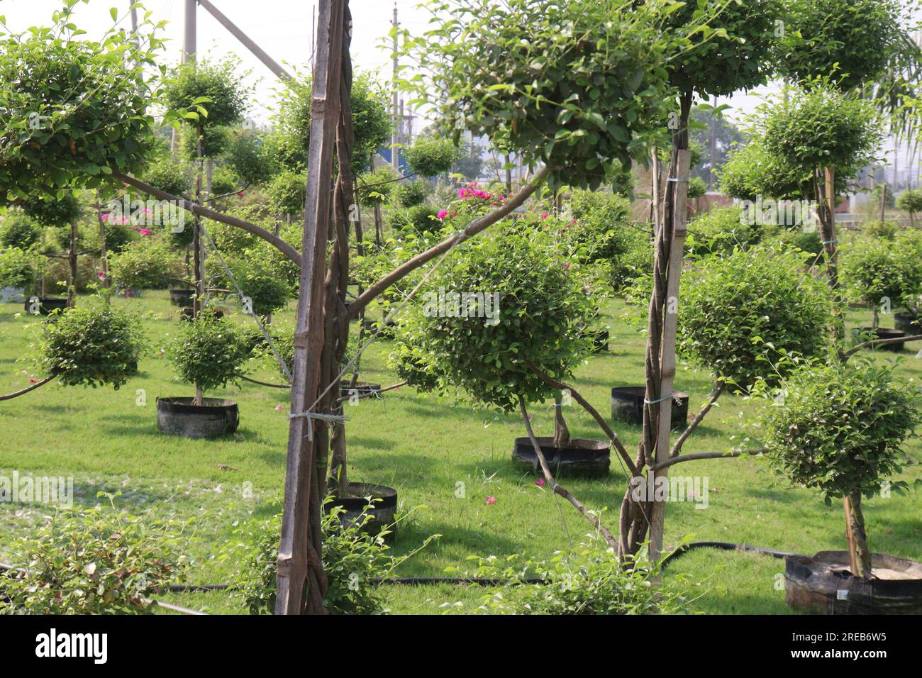 Ficus Topiary tree plant on farm for harvest are cash crops Stock Photo ...