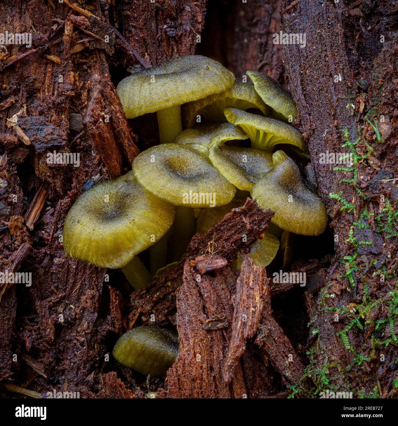 Kondalilla National Park - Baroon Lookout track Stock Photo - Alamy