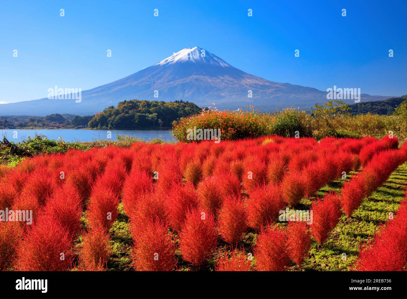 Kochia hi-res stock photography and images - Alamy