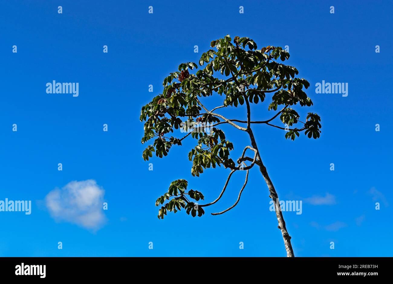 Snakewood tree hi-res stock photography and images - Alamy