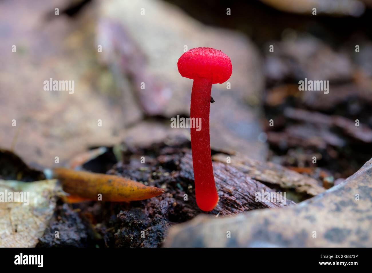 Kondalilla National Park - Baroon Lookout track Stock Photo - Alamy