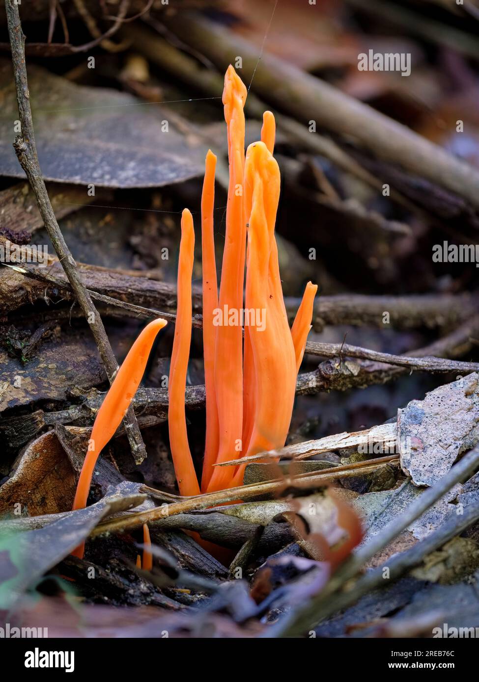 Kondalilla National Park - Baroon Lookout track (Clavulinopsis sulcata ...