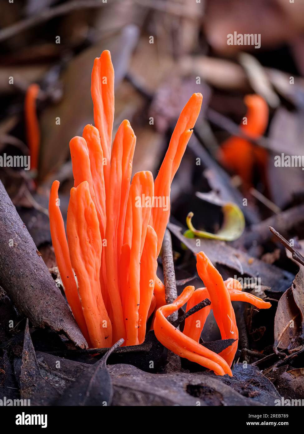 Kondalilla National Park - Baroon Lookout track (Clavulinopsis sulcata ...