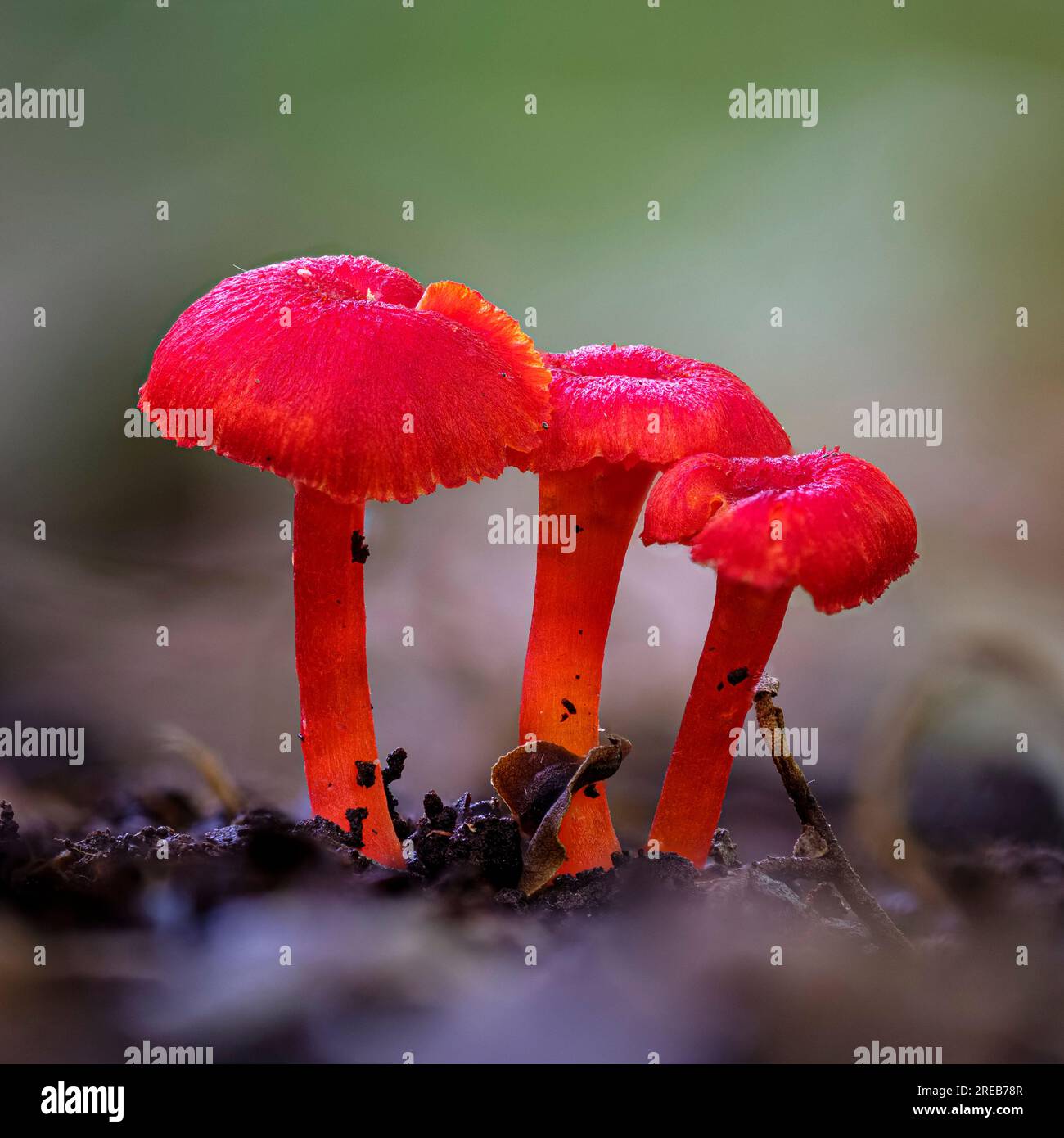 Kondalilla National Park - Baroon Lookout track Stock Photo - Alamy