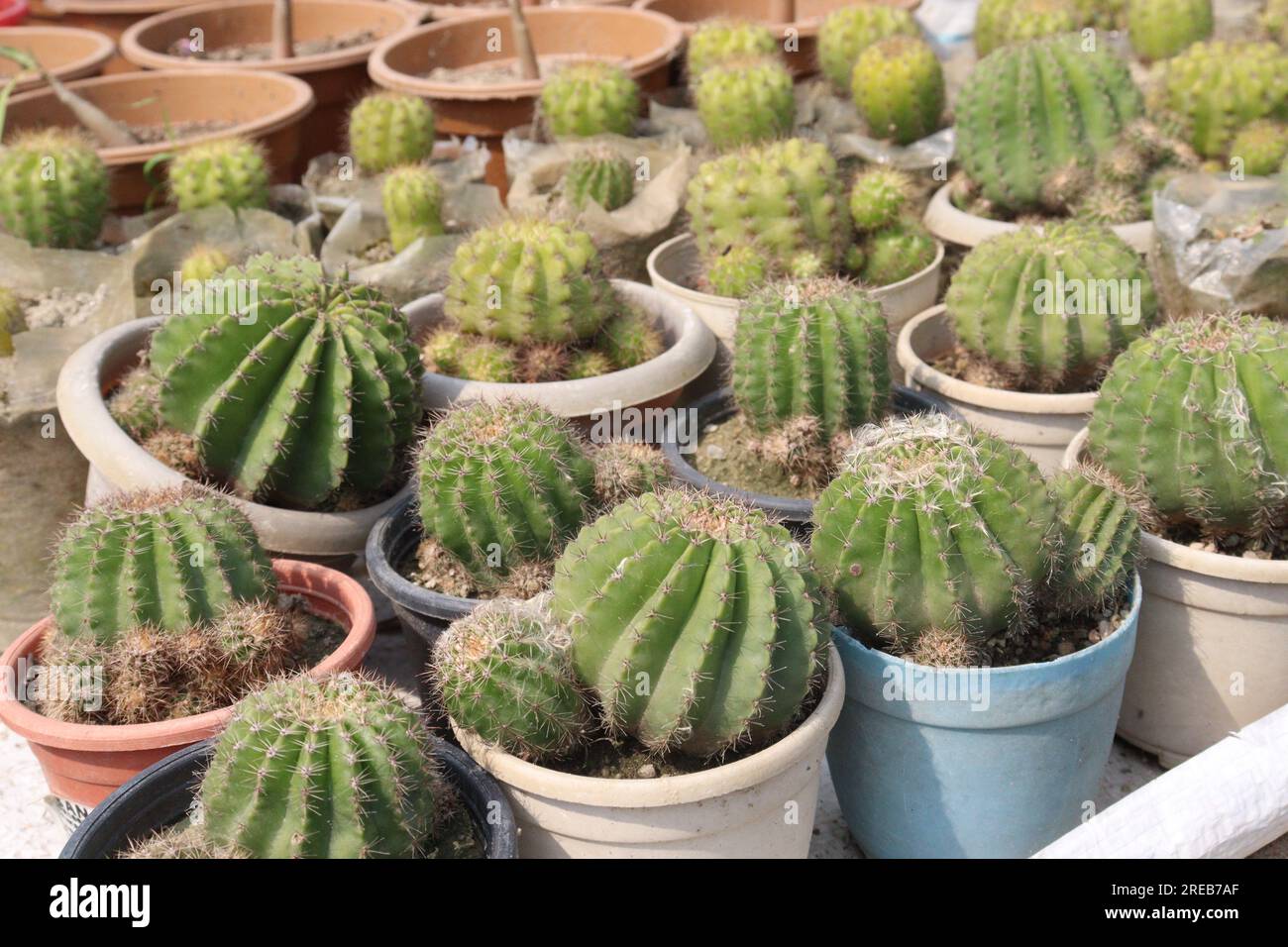 Golden barrel cactus plant on farm for harvest ara cash crops Stock ...