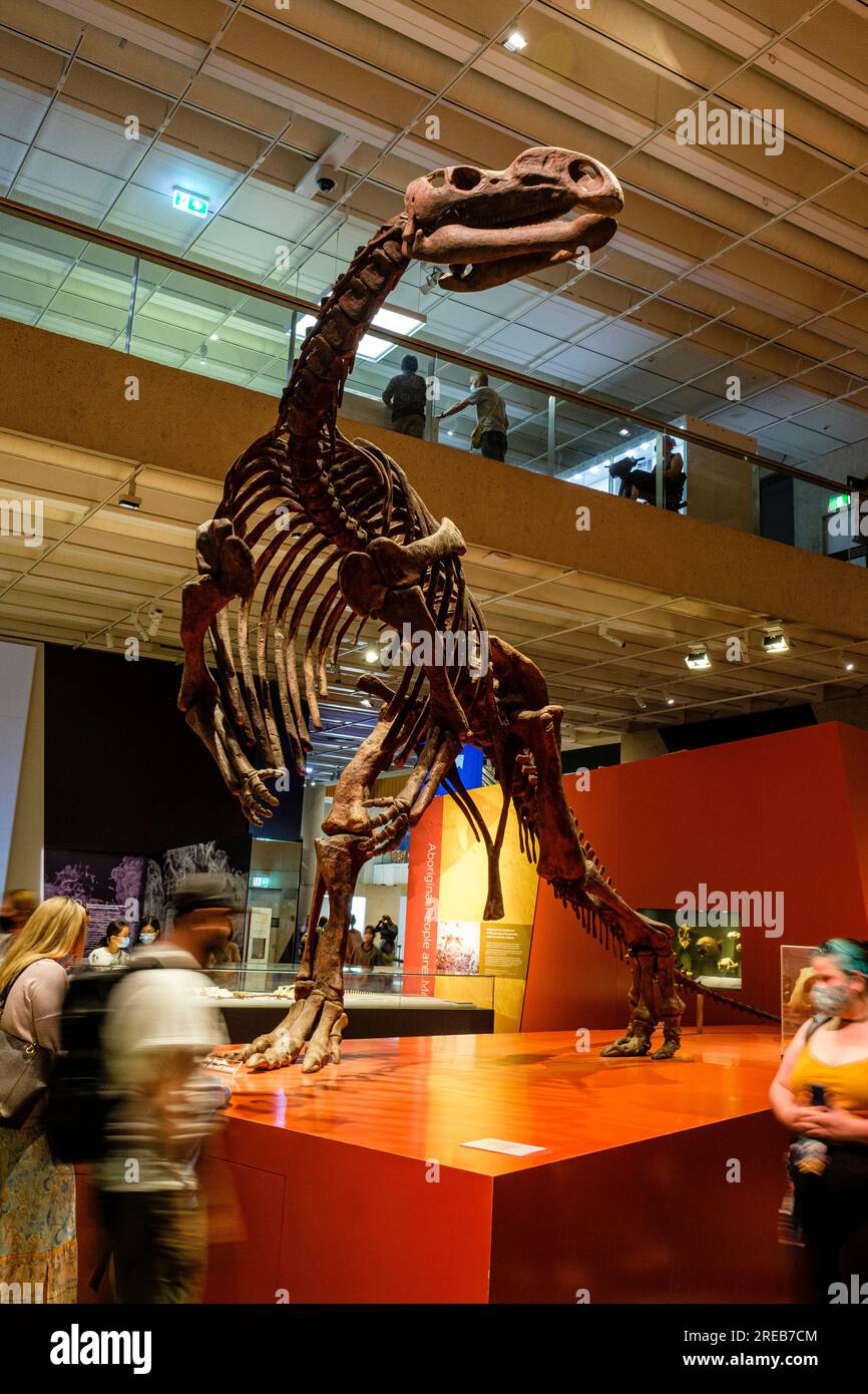 At the Queensland Museum Stock Photo - Alamy
