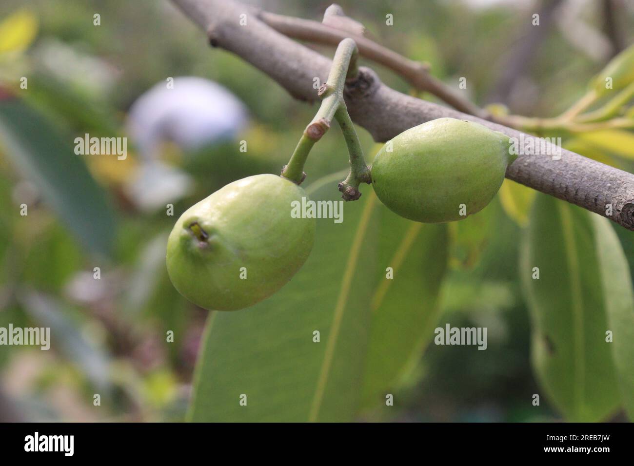Syzygium jambos fruit on tree in farm for harvest are cash crops Stock ...