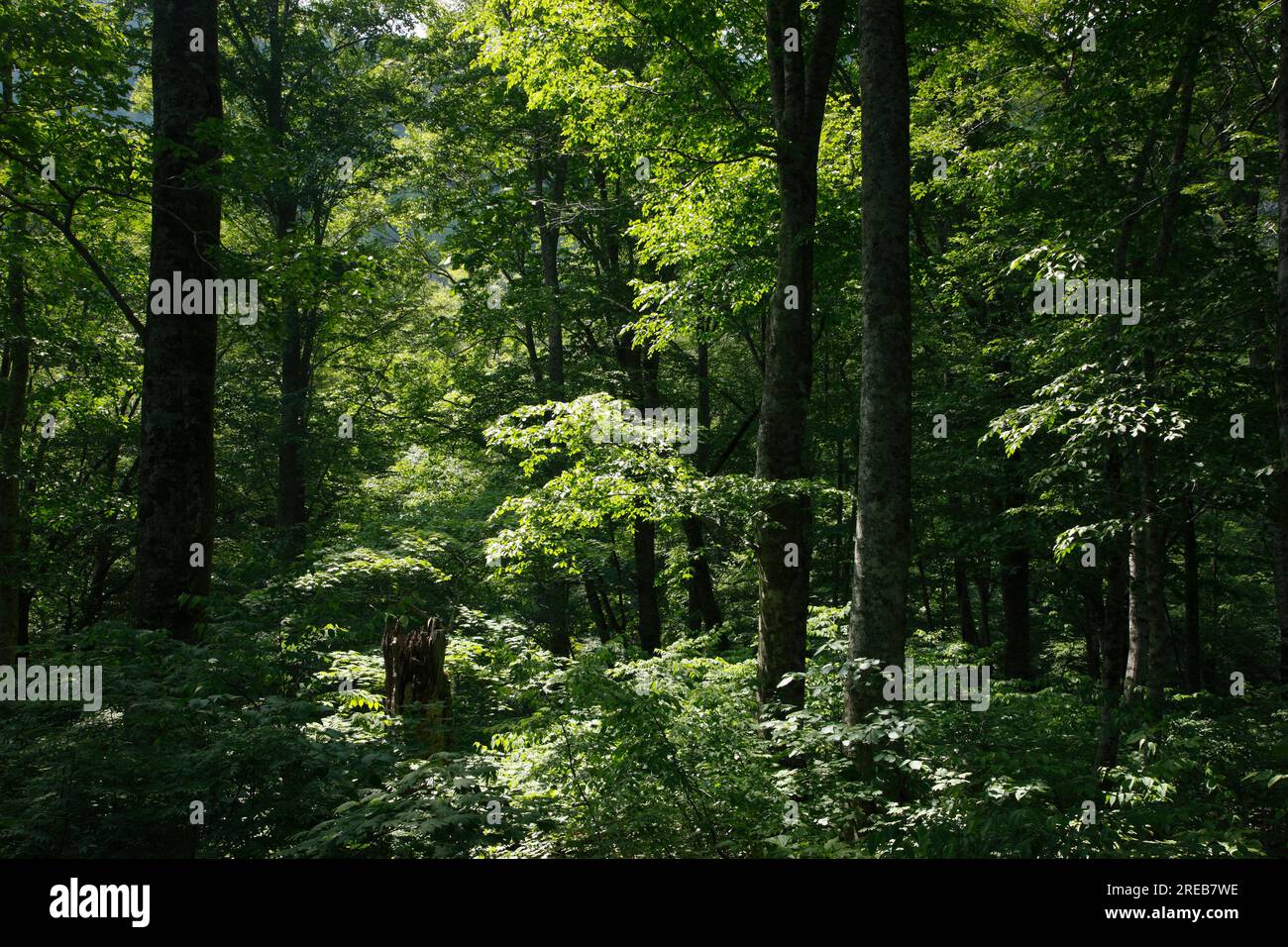 Dakedai nature observation training forest hi-res stock photography and ...