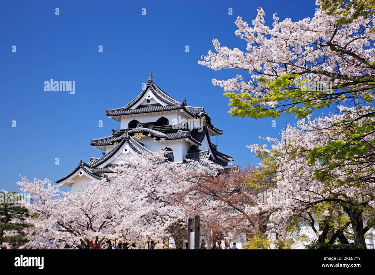 Hikone Castle and cherry blossoms Stock Photo - Alamy