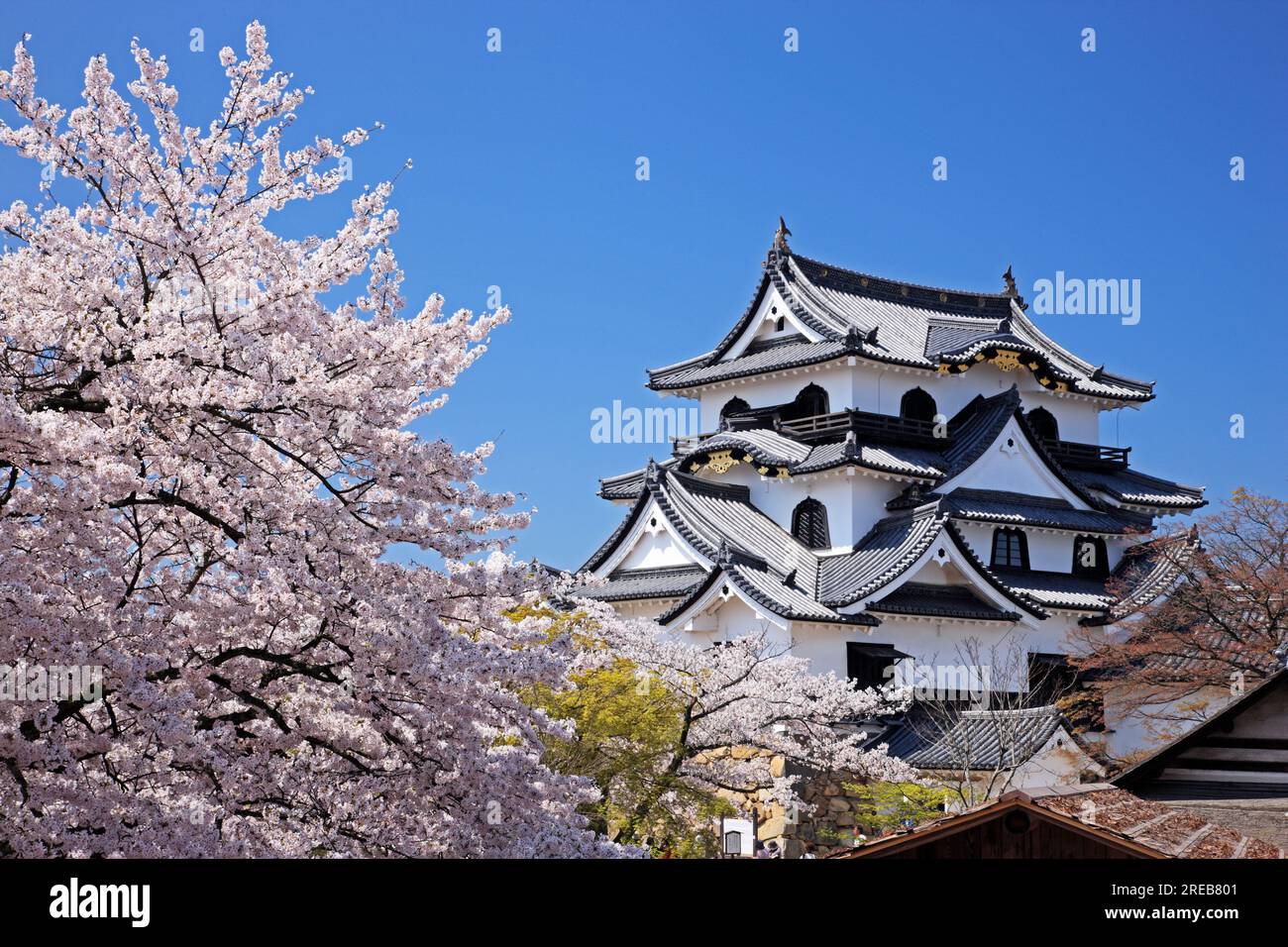 Hikone Castle and cherry blossoms Stock Photo - Alamy