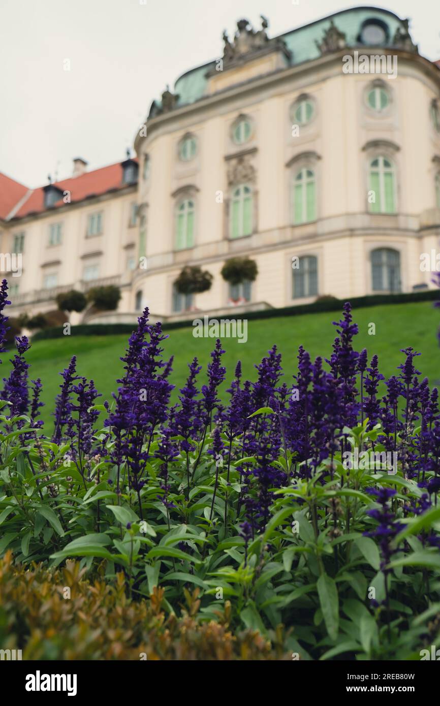 Beautiful violet flowers Castle Gardens on background adjacent to the ...
