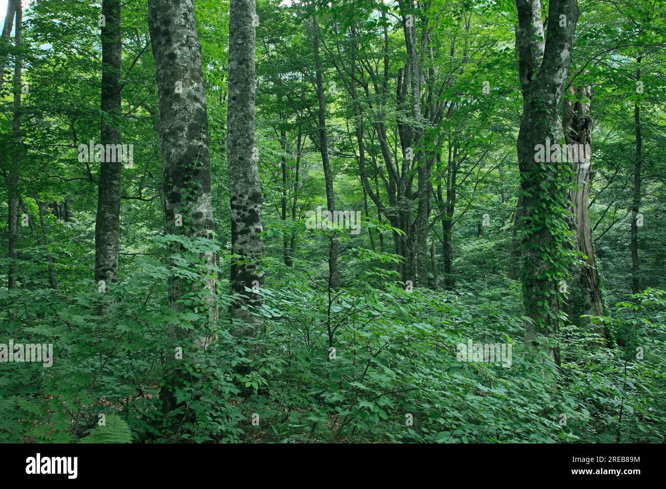 Beech Forest in Shirakami Mountains Stock Photo - Alamy