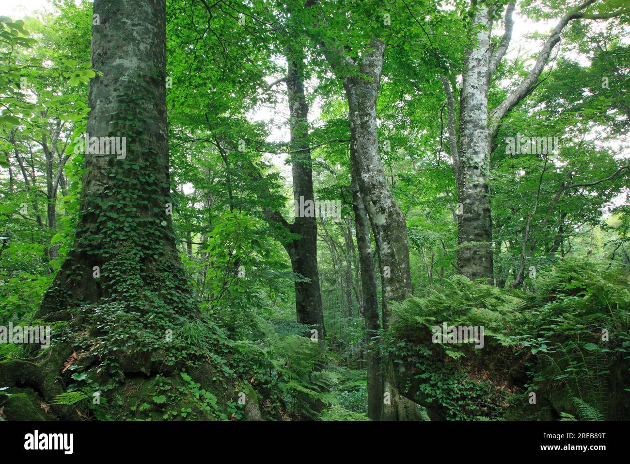 Beech Forest in Shirakami Mountains Stock Photo - Alamy