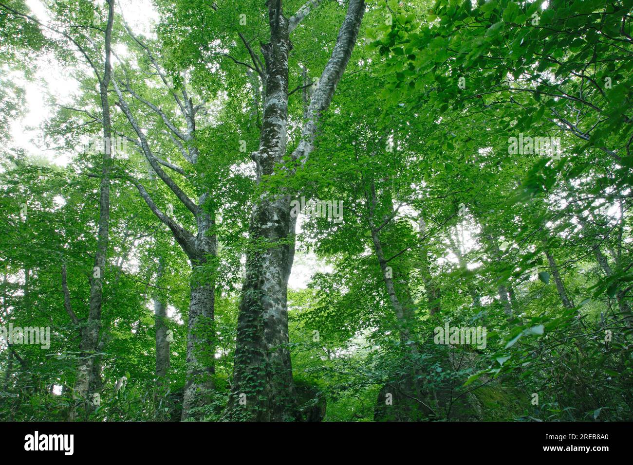 Fujisato hi-res stock photography and images - Alamy