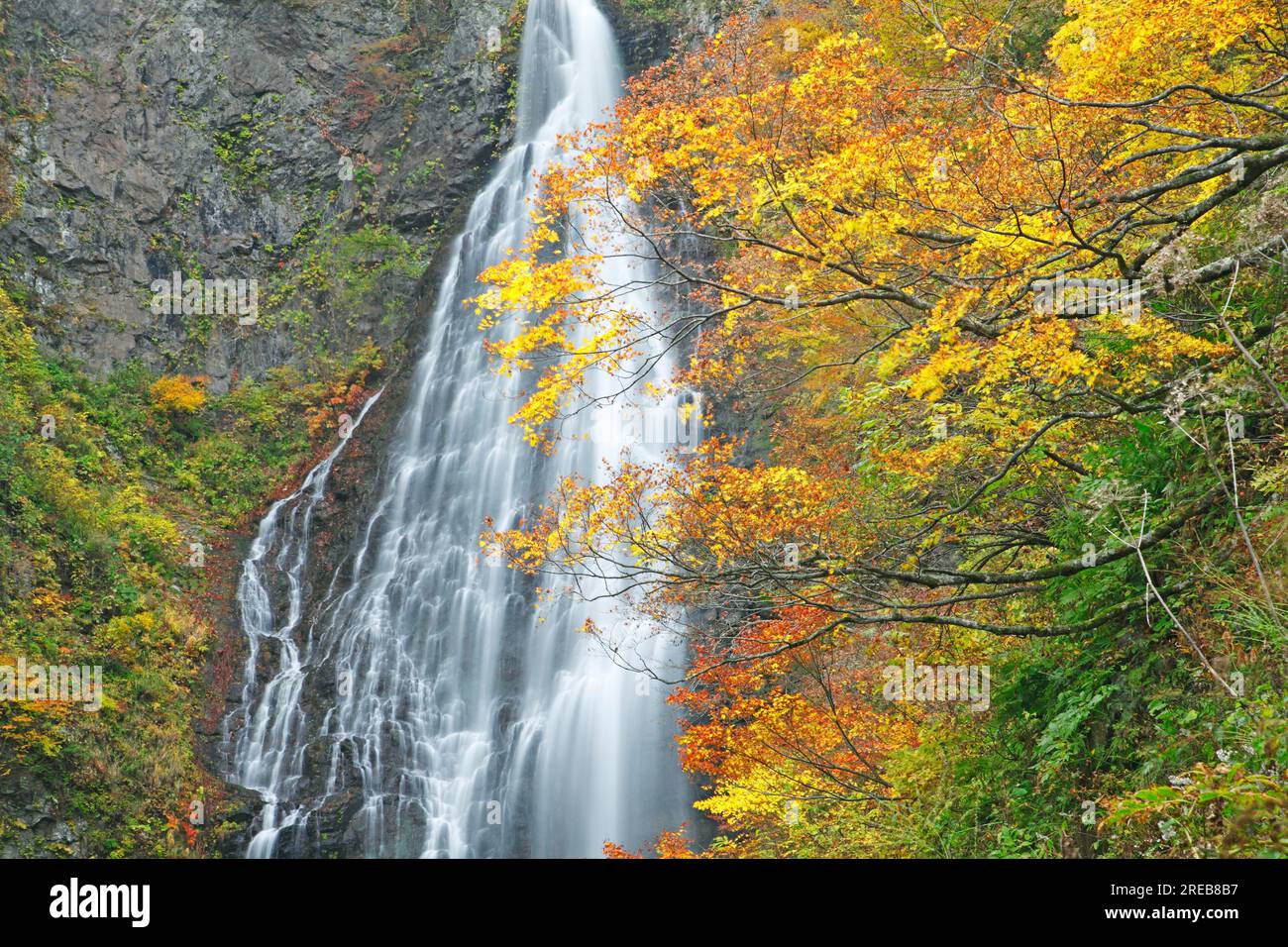 Black bear waterfall Stock Photo - Alamy