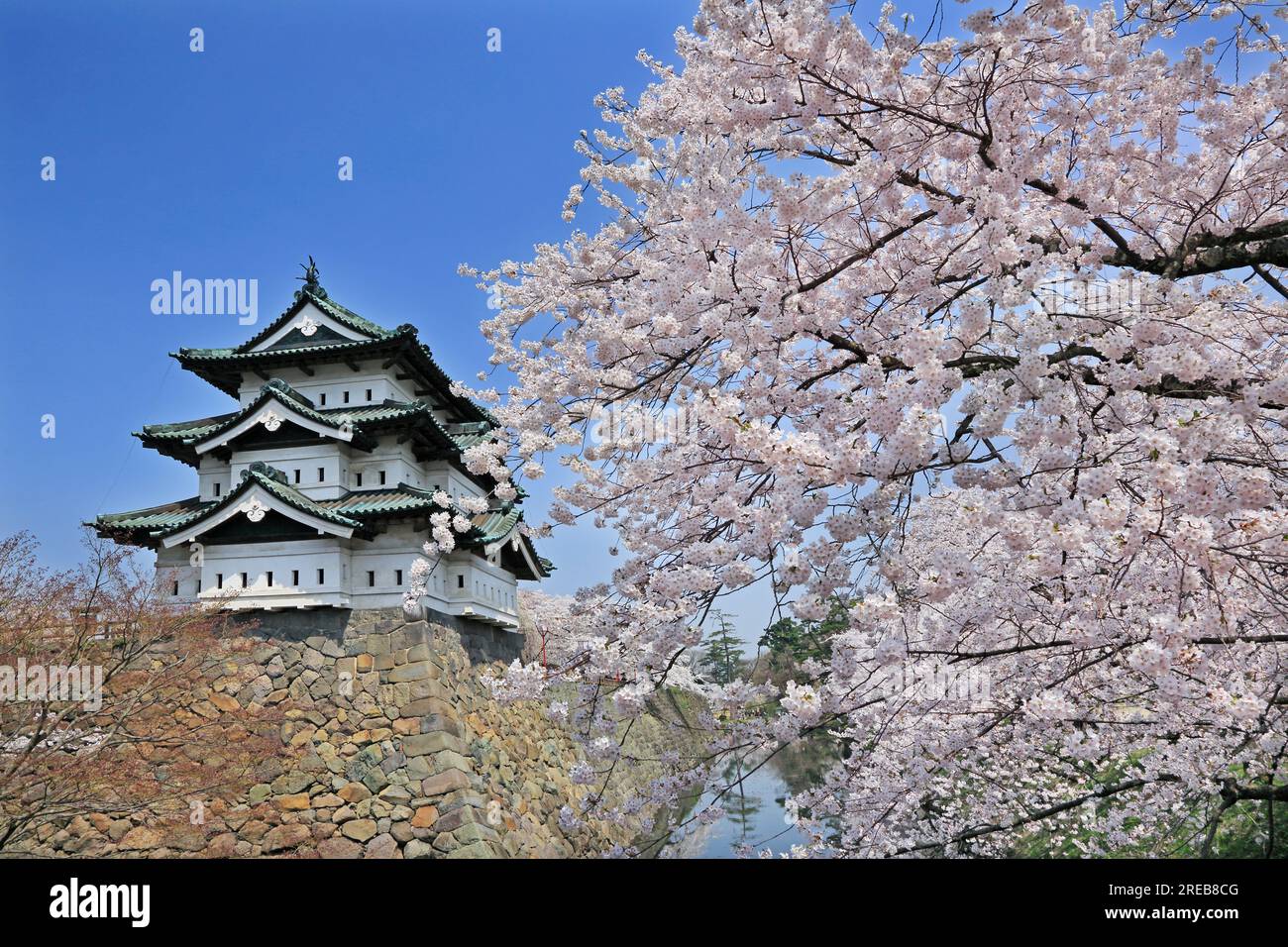 Hirosakijo castle and cherry trees Stock Photo - Alamy