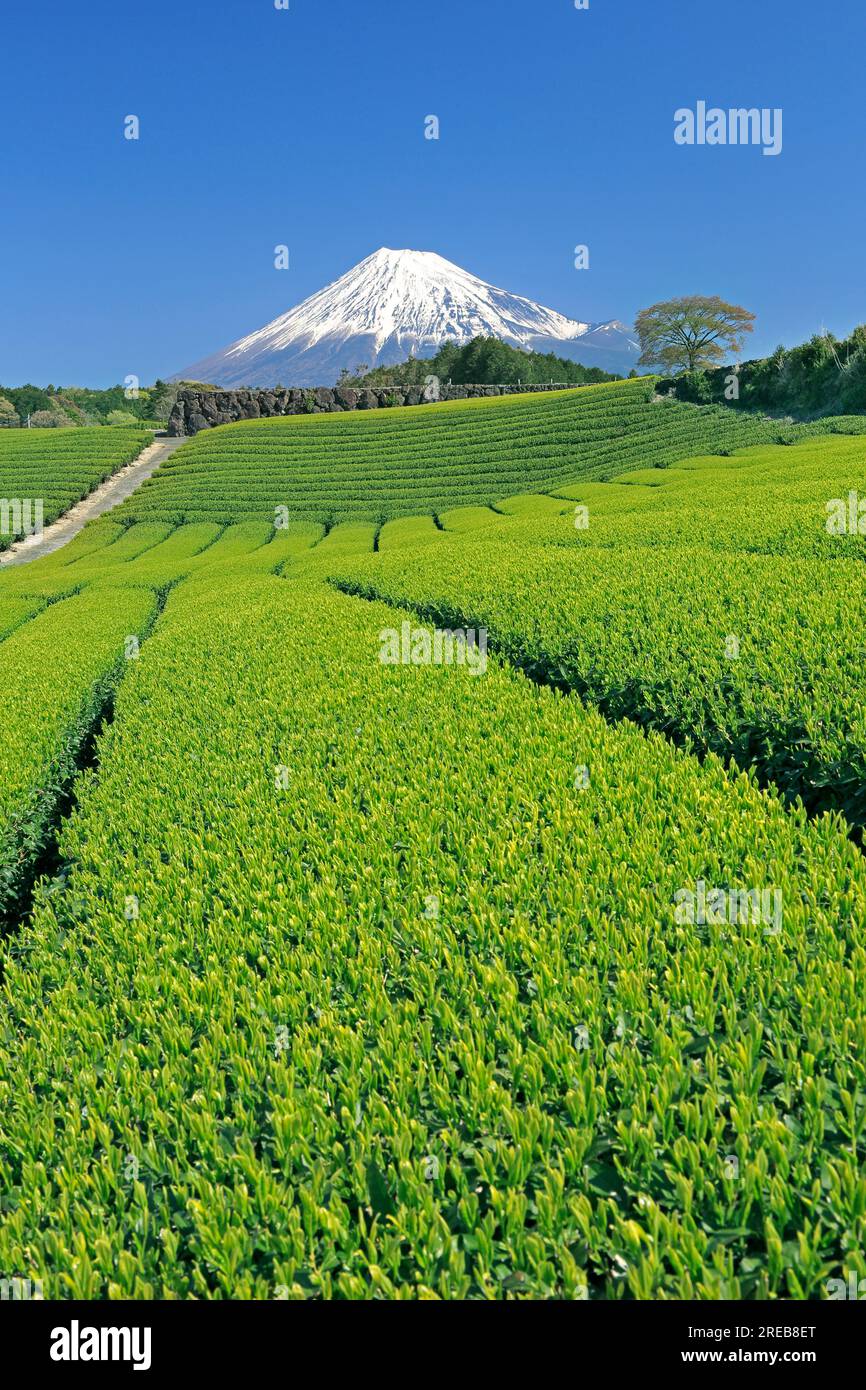 Mount Fuji and a tea plantation Stock Photo - Alamy
