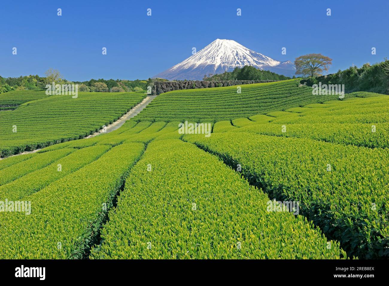 Mount Fuji and a tea plantation Stock Photo - Alamy