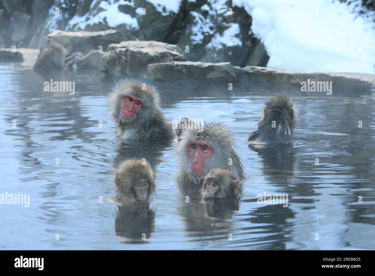 Japanese monkey in Onsen hotspring Stock Photo - Alamy