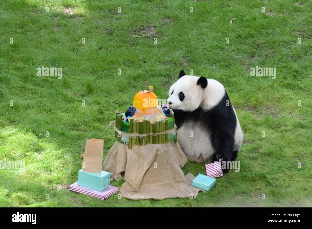 Doha, Qatar. 26th July, 2023. Giant panda Si Hai enjoys her birthday ...