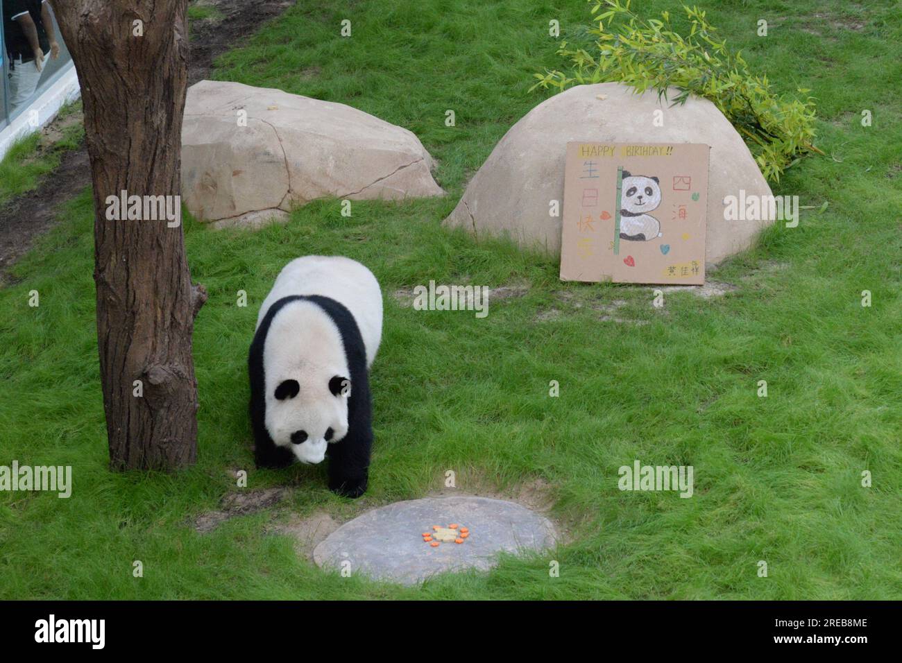 Doha, Qatar. 26th July, 2023. Giant panda Si Hai is pictured during her ...
