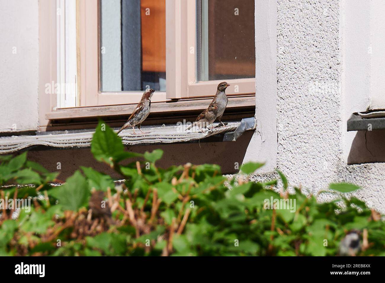 Group of sparrows hi-res stock photography and images - Alamy