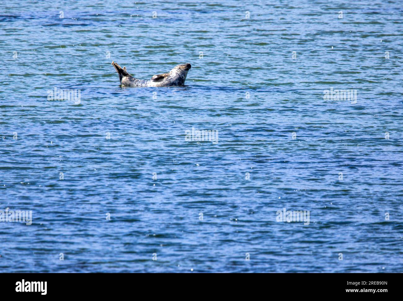 Freest, Germany. 25th July, 2023. A grey seal lies on a rock in shallow ...